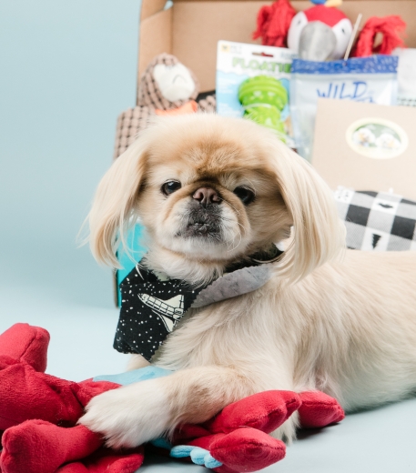 Monthly Dog Box | Monthly Cat Box | Pet Subscription Boxes - Pet Treater